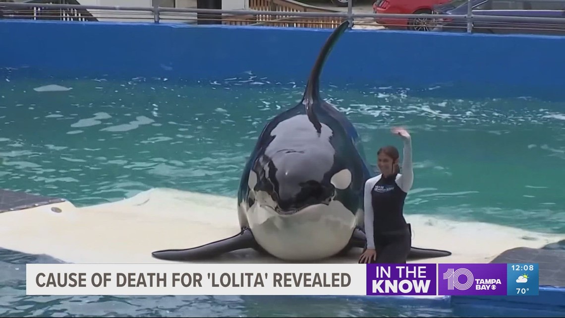 Orca 'Lolita' cause of death revealed | wtsp.com
