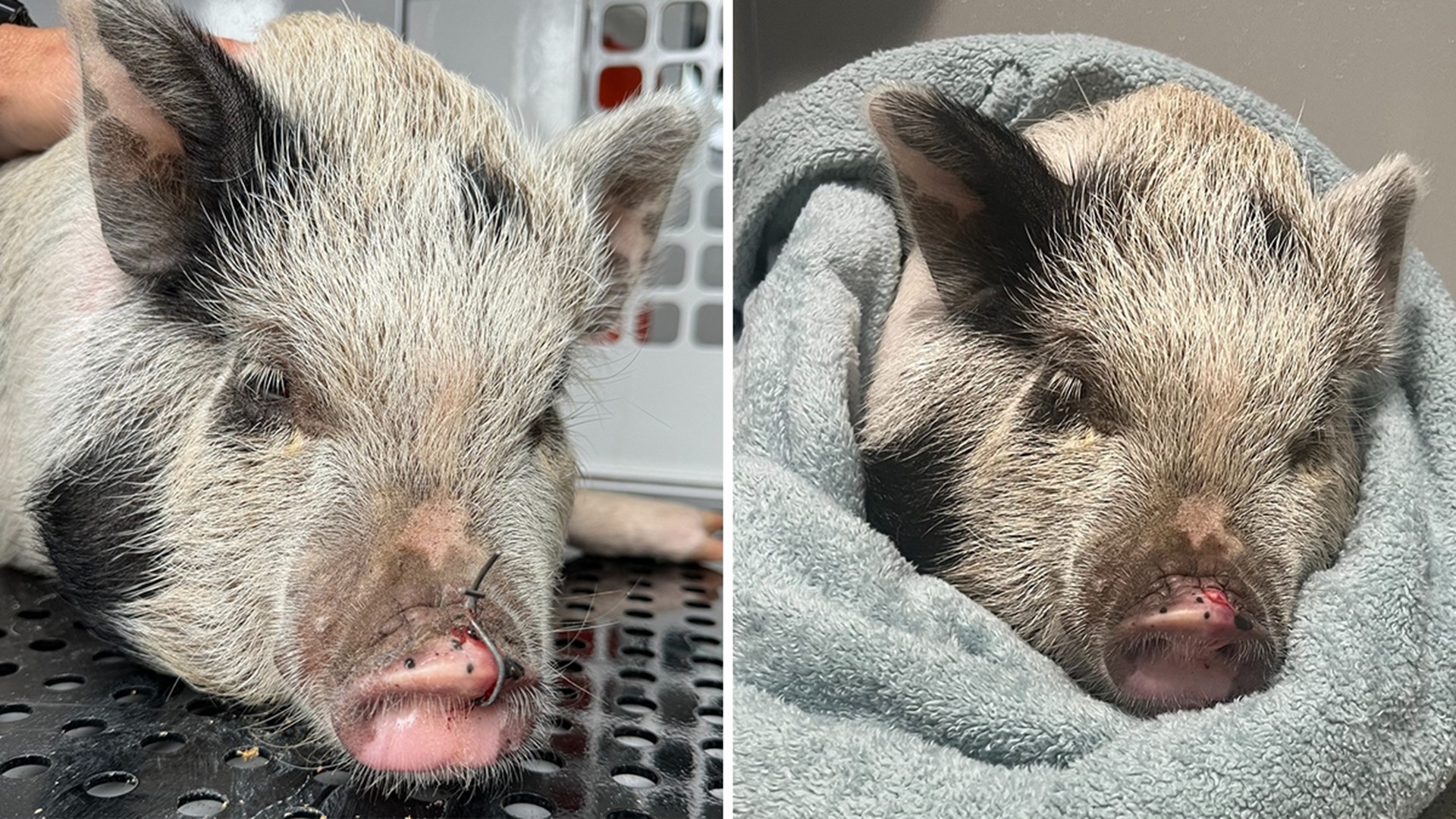 Potbellied pig found in Tampa Bay with metal shoved in snout | wtsp.com