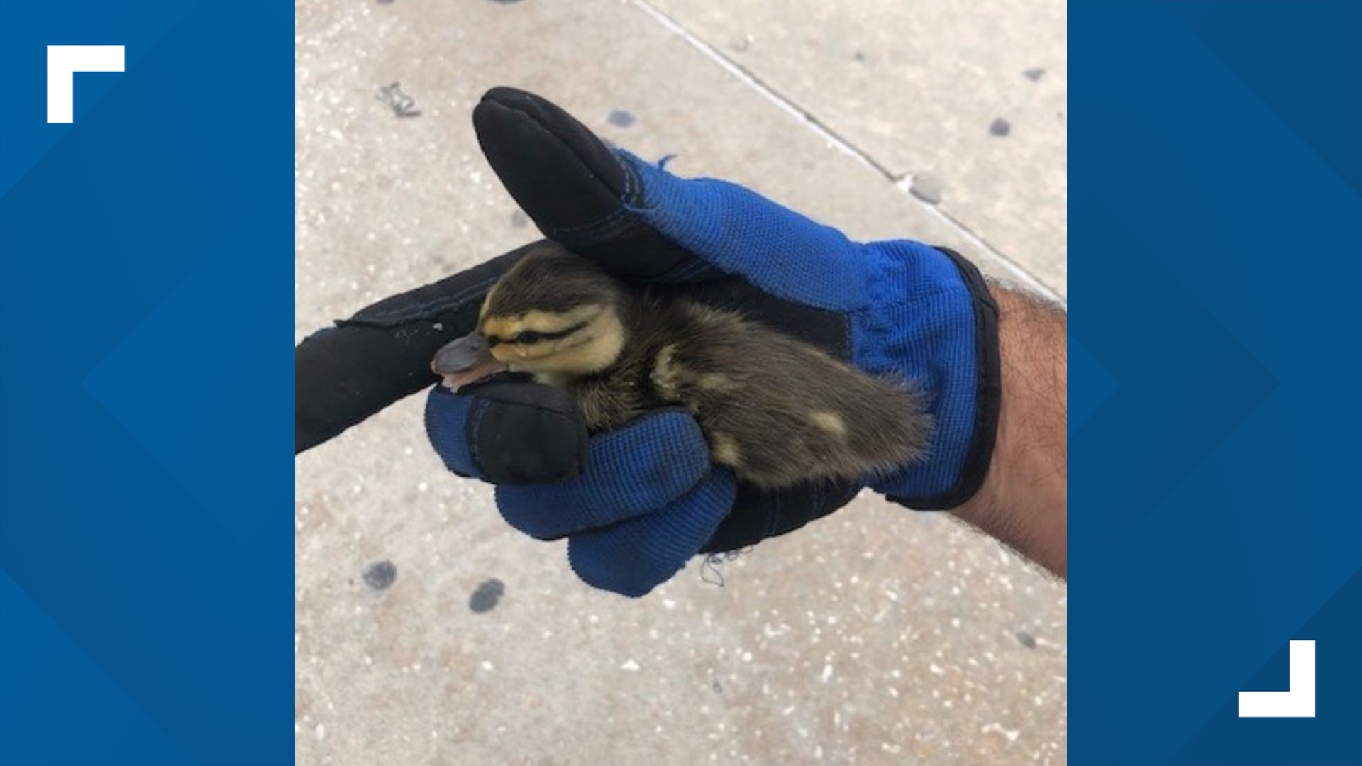 Clearwater firefighters save baby ducks from storm drain | wtsp.com