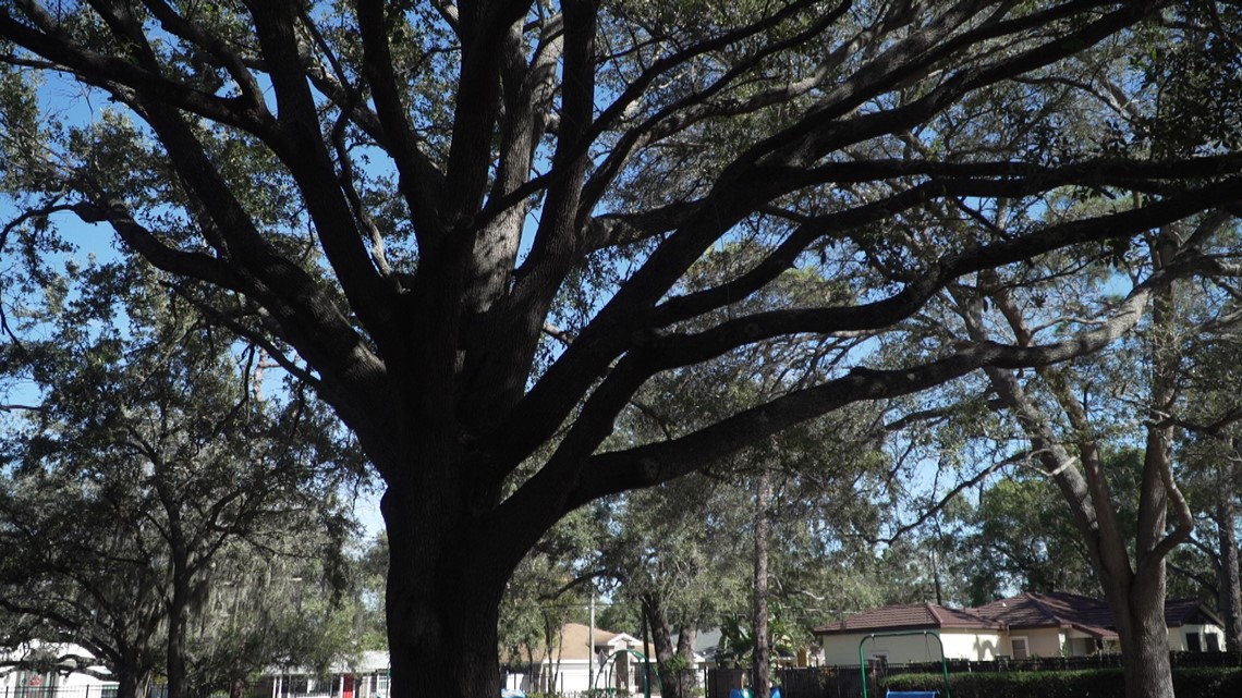 Experts say Tampa is losing its tree canopy at an 'alarming rate ...