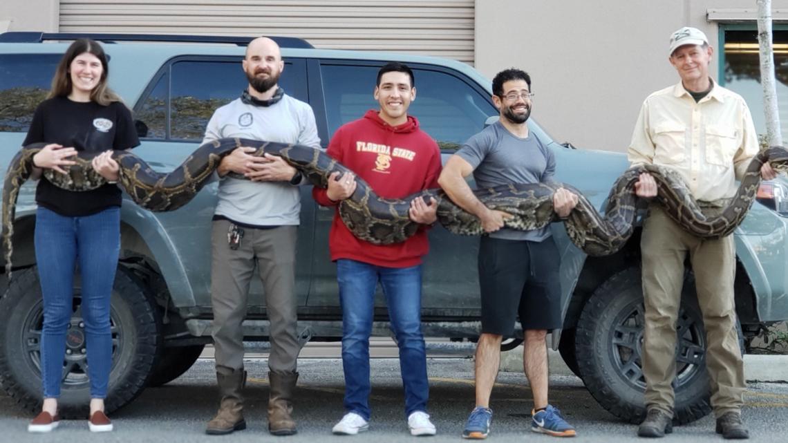 Nearly 18-foot python caught in the Everglades makes FWC history | wtsp.com