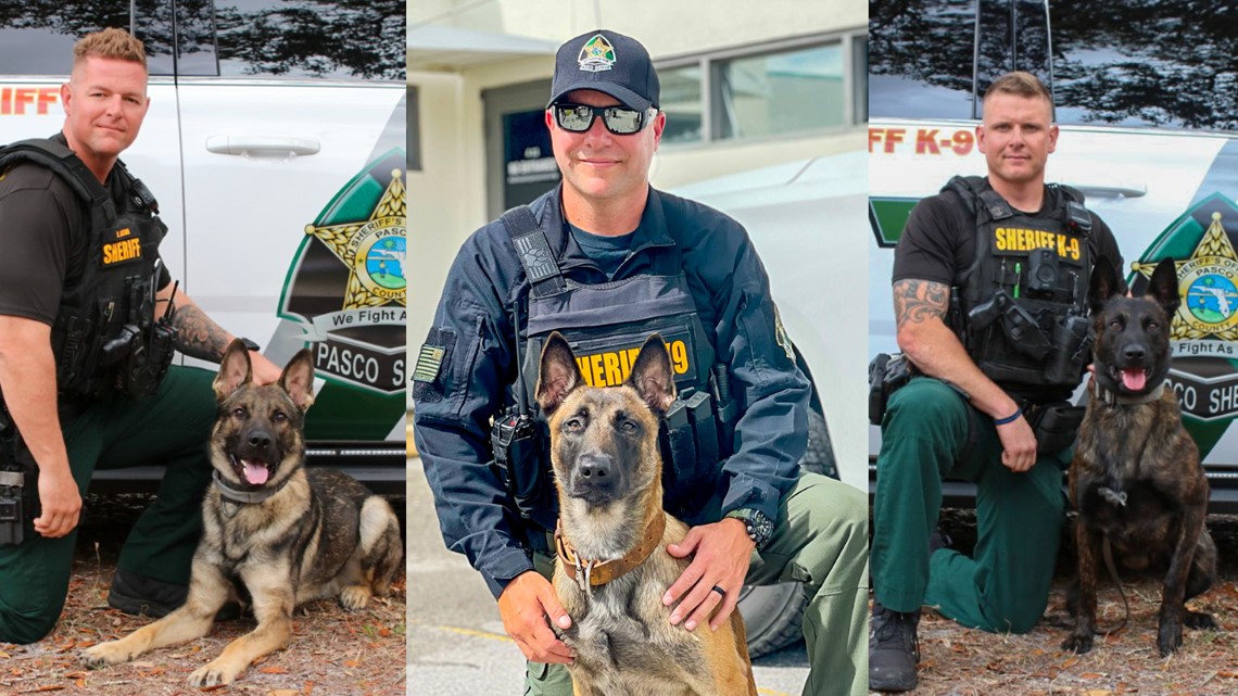 3 new K-9s join Pasco County Sheriff's Office | wtsp.com