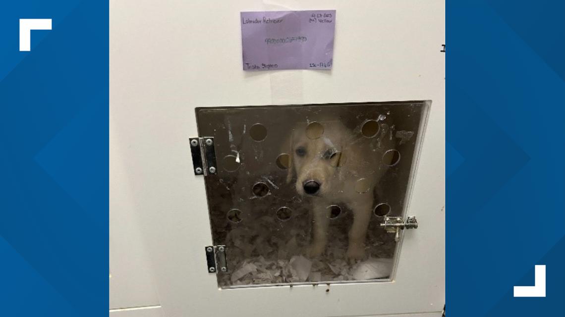 Clearwater pet store banned from selling dogs after code violations ...