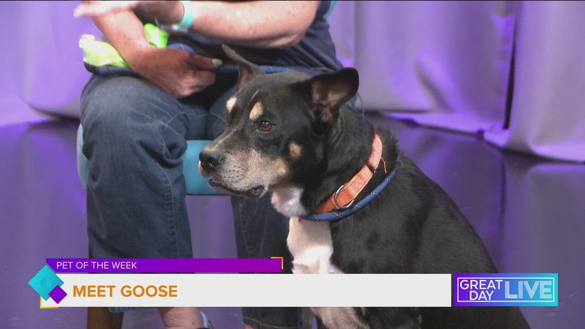 Pet of the Week: Let's find Goose a home | wtsp.com