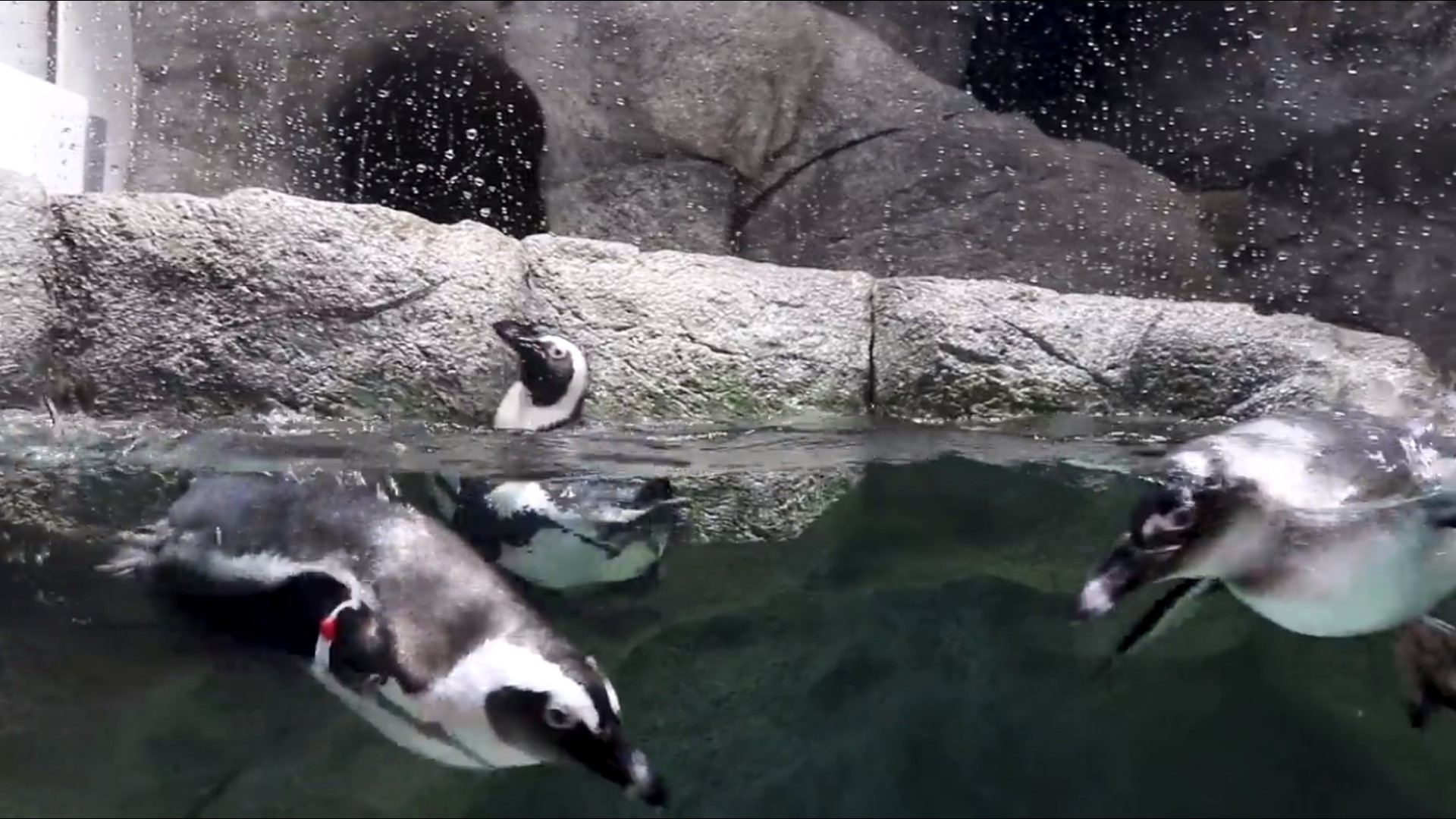 Outdoor African penguin habitat to open at The Florida Aquarium | wtsp.com