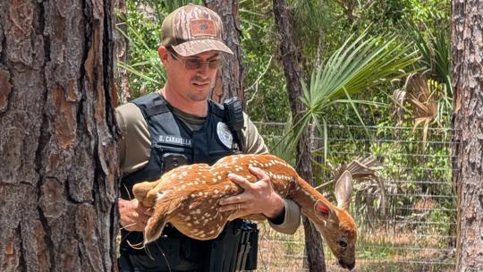 North Port police save injured baby deer chased by people on ATVs ...