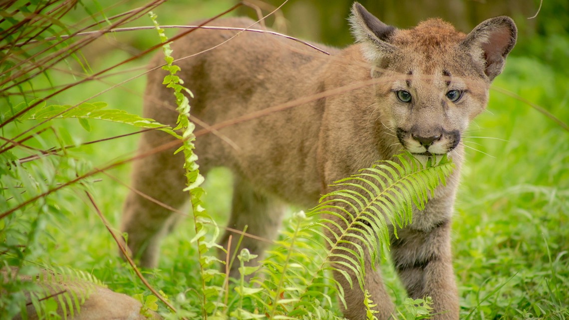 2 Florida panther cubs welcomed at Gatorland Orlando | wtsp.com