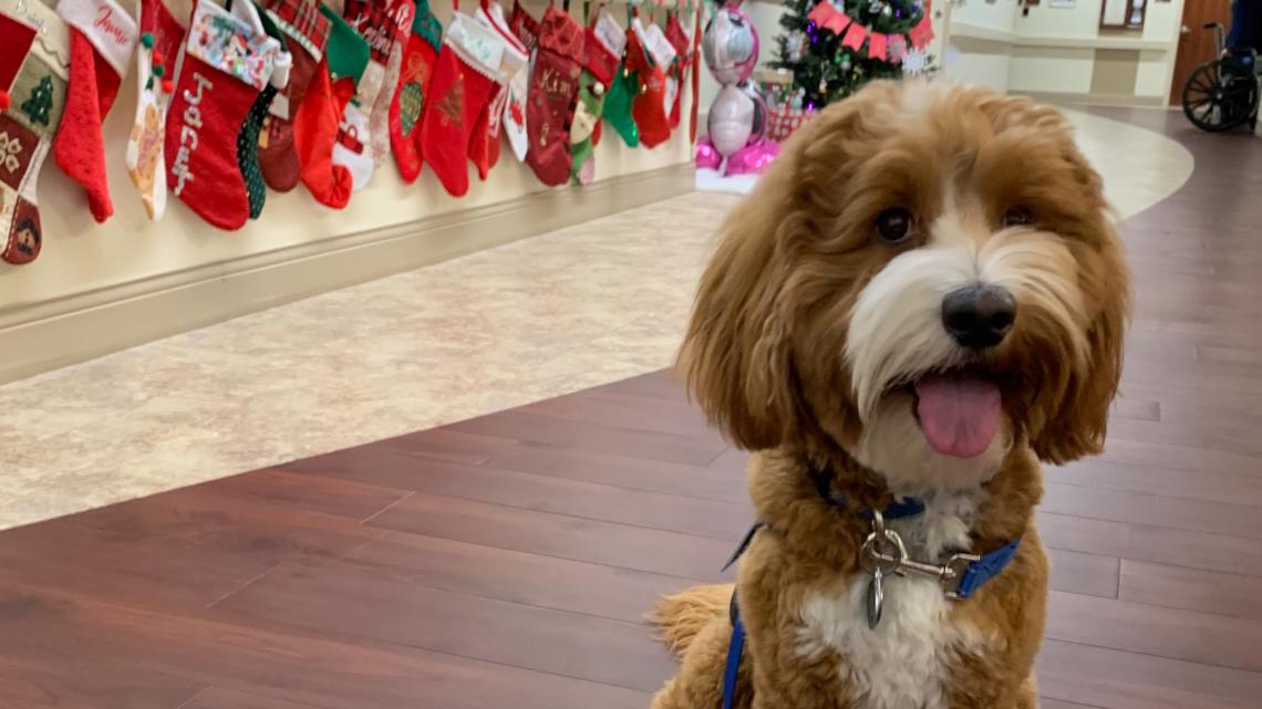AdventHealth therapy dog visits hospital on Christmas Day | wtsp.com
