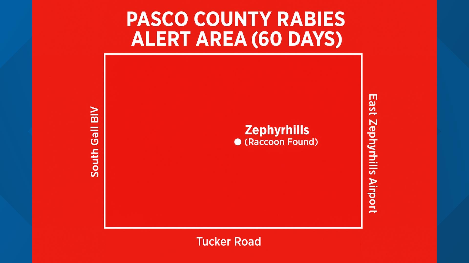 Rabies alert issued in Pasco County after infected raccoon found | wtsp.com