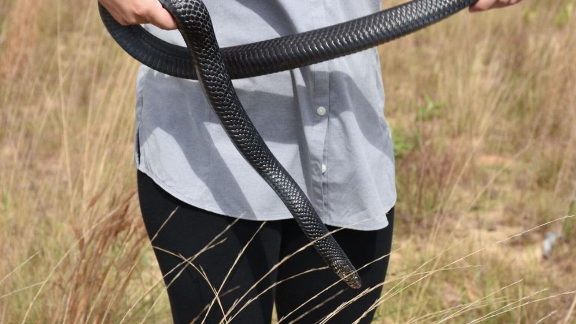 41 threatened snakes released in Florida | wtsp.com