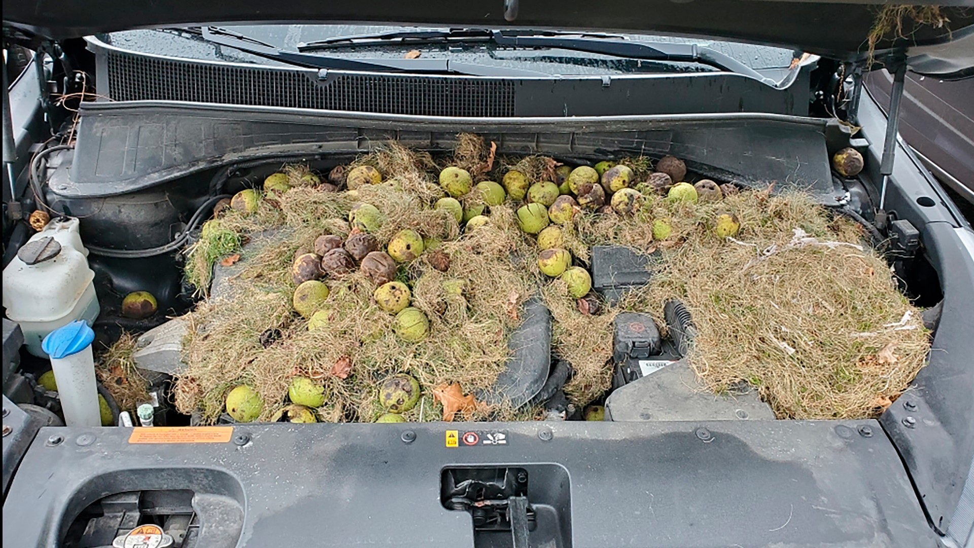Squirrels hide more than 200 nuts under car's hood in Pittsburgh | wtsp.com