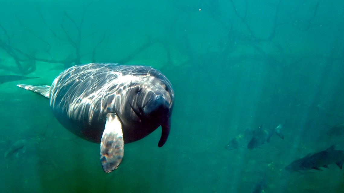 Record 729 manatees gather at Florida state park during cold | wtsp.com