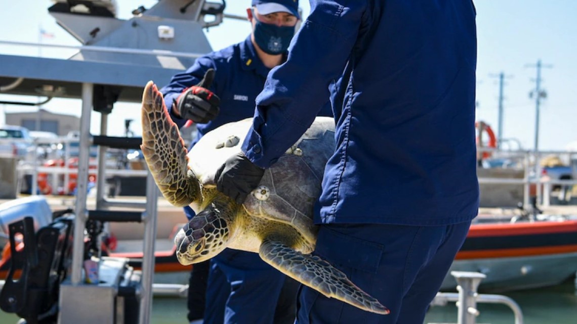 Coast Guard releases cold-stunned sea turtles off Texas coast | wtsp.com