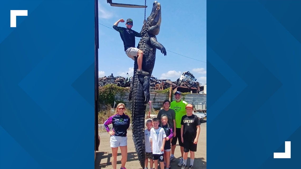 Hunters catch 920-pound gator in Central Florida | wtsp.com