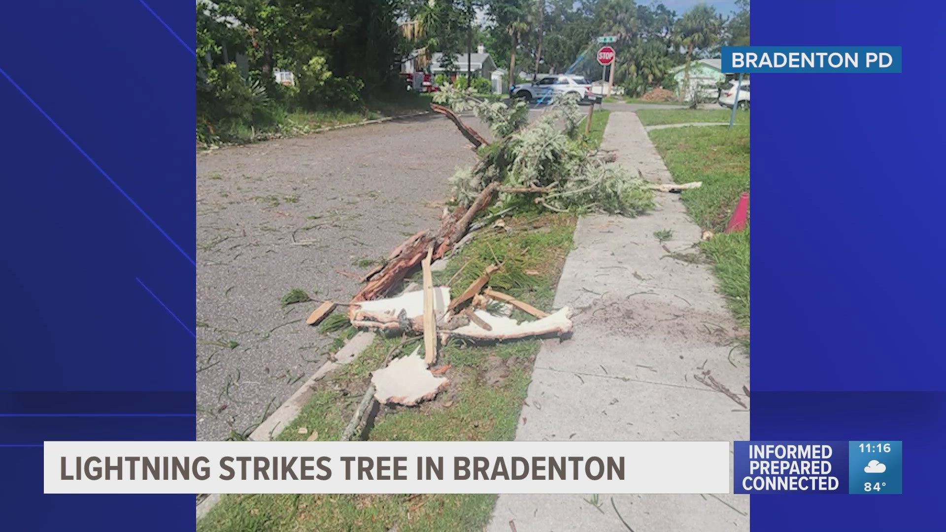 Lightning strikes tree in Bradenton | wtsp.com