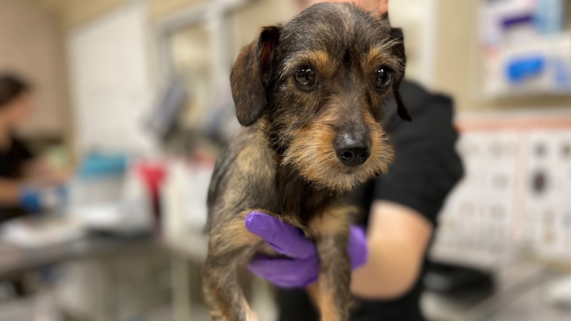 Humane Society of Tampa Bay rescues 16 dogs from Alabama hoarding | wtsp.com