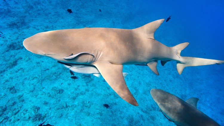 Are sharks in the Everglades? | wtsp.com