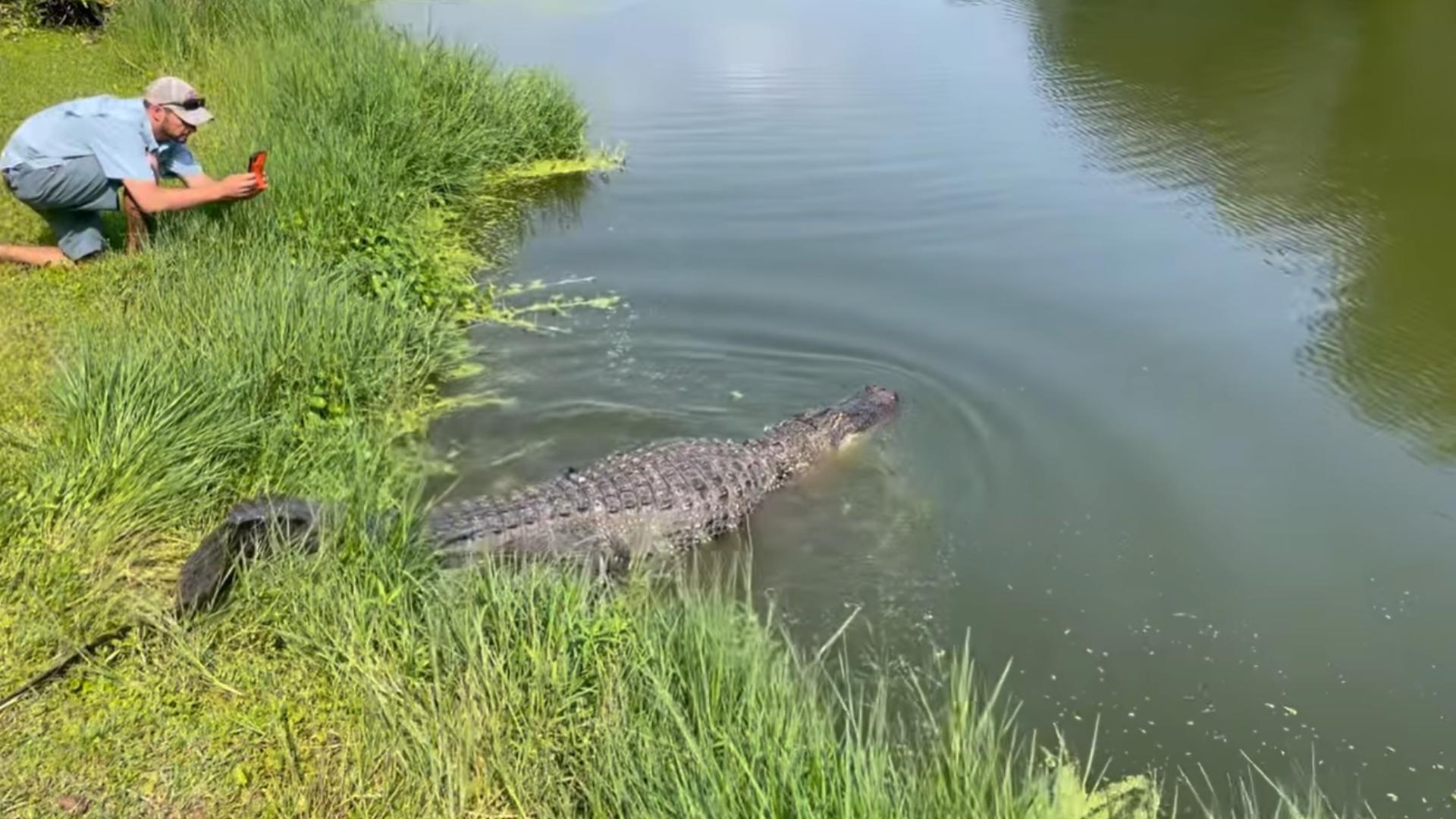 Gator found underneath plane at MacDill base safely released | wtsp.com