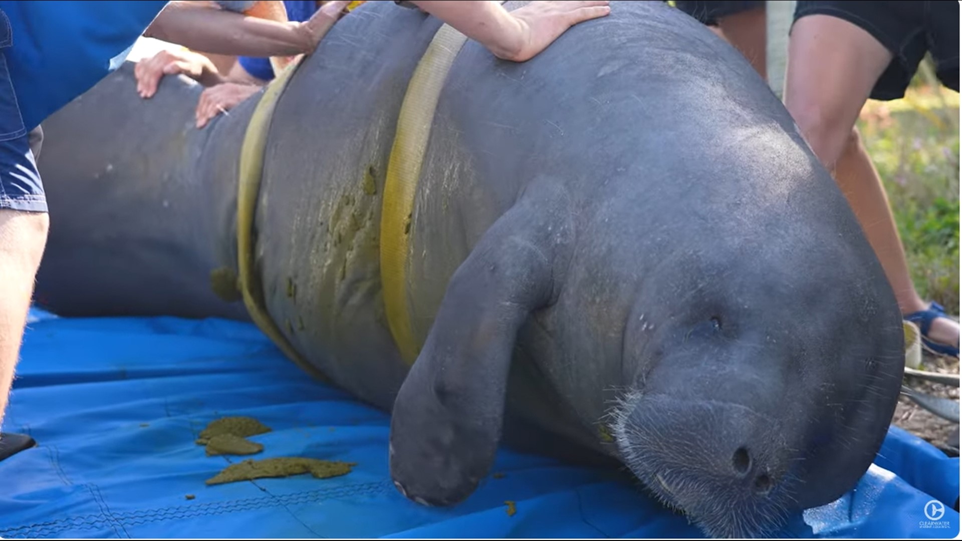 Manatee released into St. John's River | wtsp.com