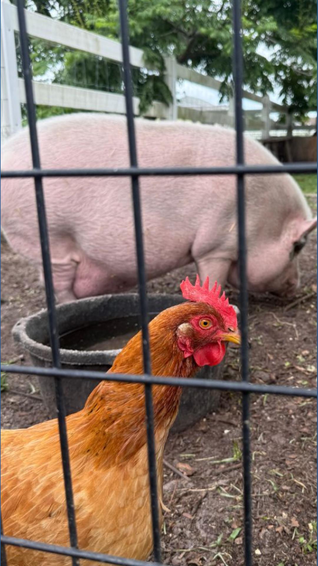 'Waddles' the pig case: SPCA Tampa Bay pleads guilty to animal cruelty ...