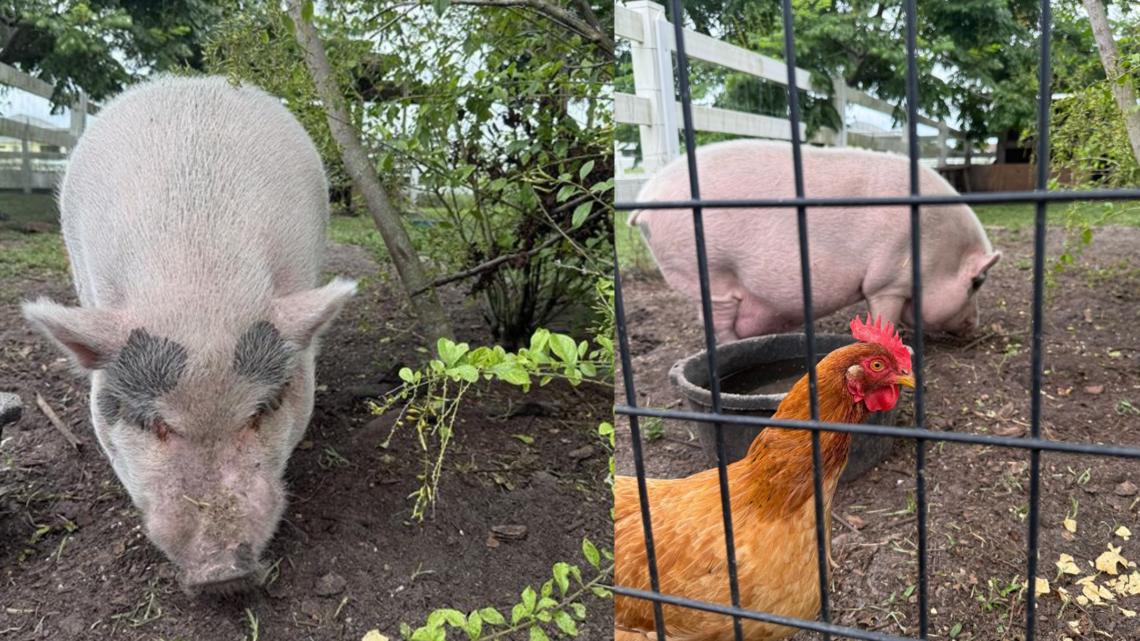 'Waddles' the pig case: SPCA Tampa Bay pleads guilty to animal cruelty ...