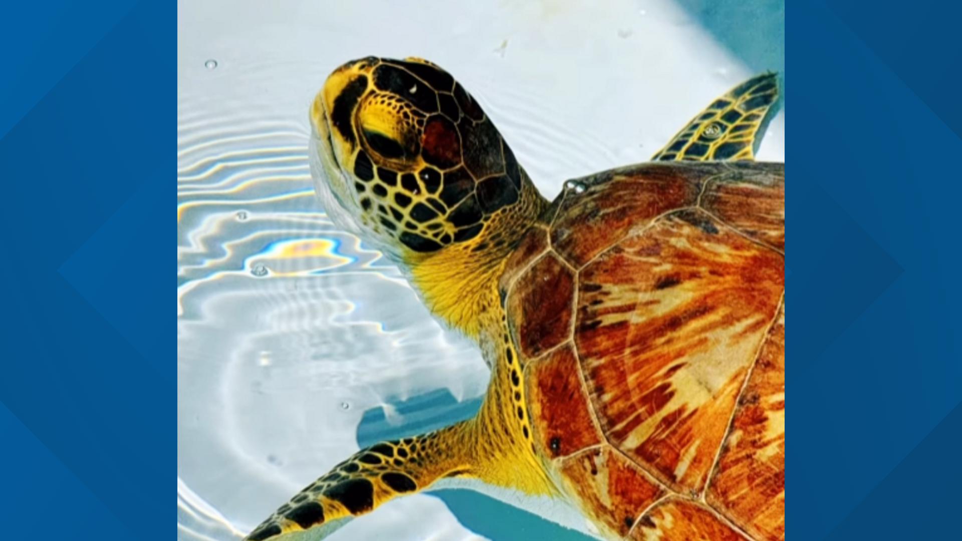 "Stanley" sea turtle named for Florida Panther's win | wtsp.com