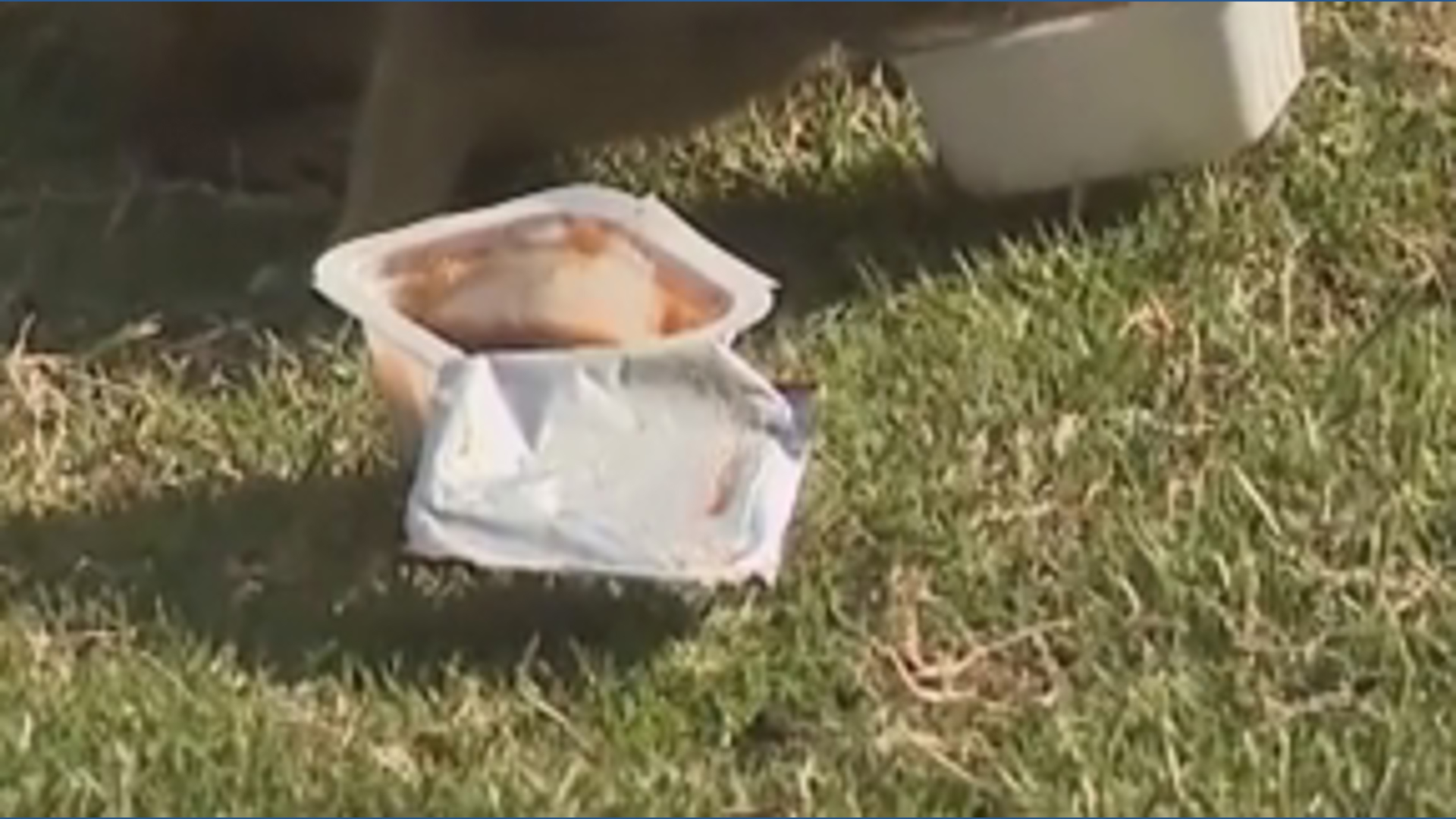 Squirrel population explodes as people feed them junk food | wtsp.com