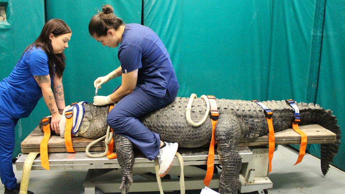 Gallery: Huge alligator gets a CT scan at UF's veterinary school | wtsp.com