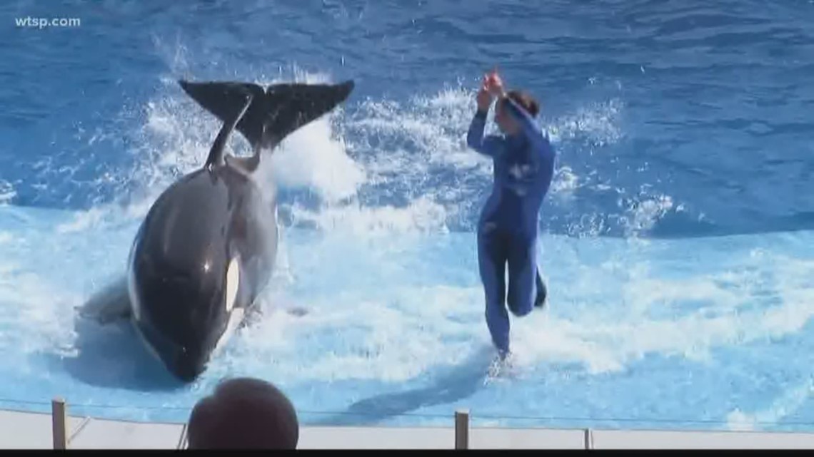 Orca whale Kayla dies at SeaWorld Orlando | wtsp.com