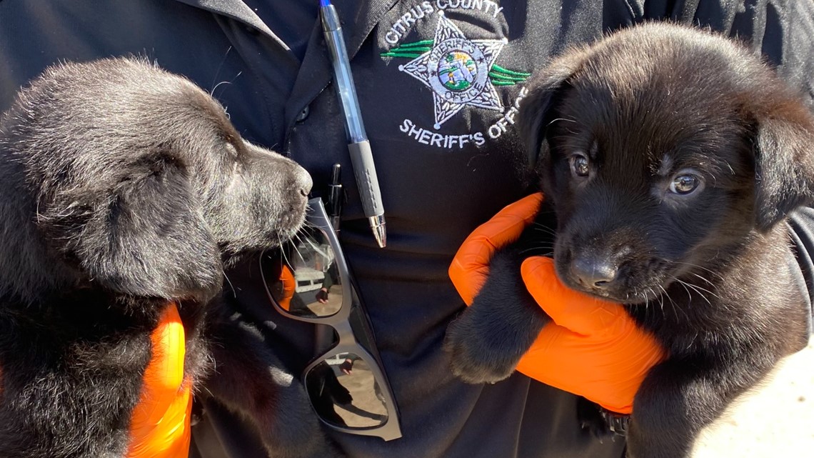 Citrus County couple arrested for animal cruelty | wtsp.com