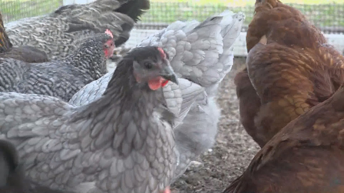 Pasco County residents are now allowed to keep up to 4 hens in their ...