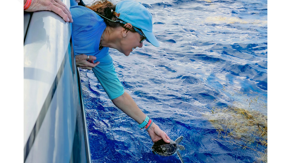 Turtle saved during Hurricane Ian released off Florida Keys | wtsp.com