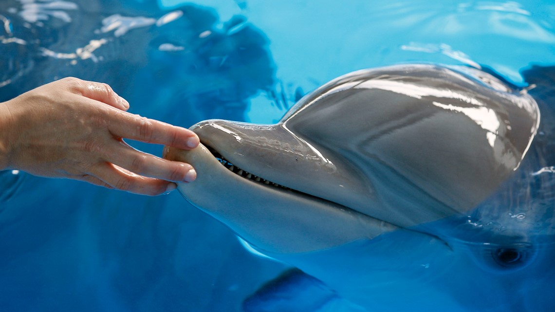 'Dolphin Tale' costar leaves heartfelt message to Winter | wtsp.com