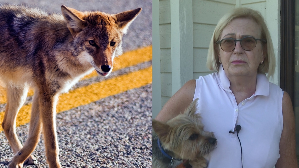 Growing coyote population poses safety risk on Siesta Key | wtsp.com