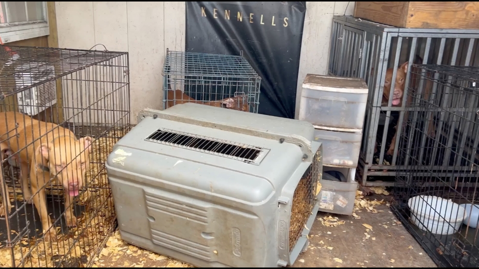 Pinellas County drug bust reveals dog fighting ring | wtsp.com