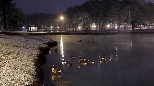Florida snow 2026: Here are photos, videos capturing snowfall across ...