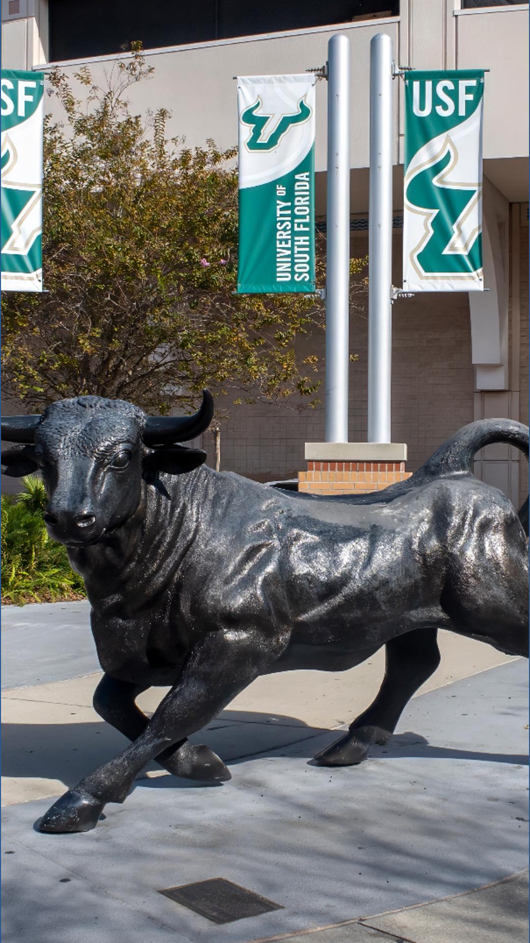 USF reaches all-time high in US college rankings | wtsp.com