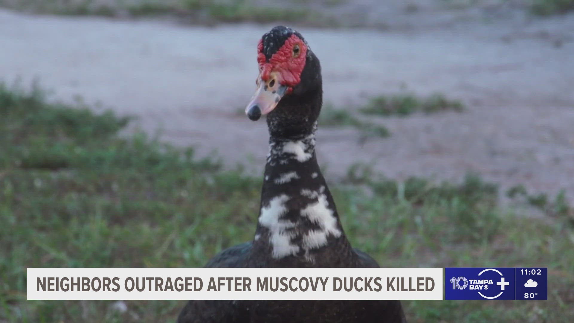 Residents want justice for Muscovy ducks killed in Largo | wtsp.com