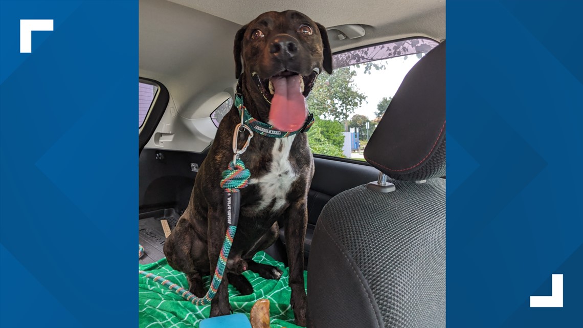 Florida animal shelter's longest resident finally adopted | wtsp.com