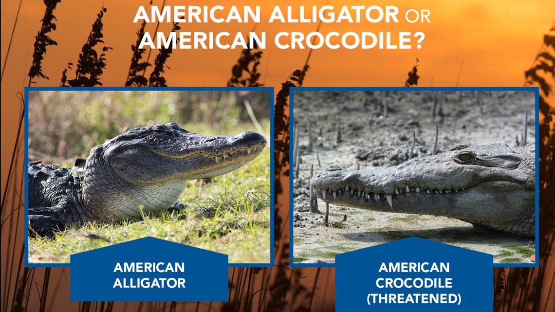 Top 10: Misidentified Florida animals, plants and insects | wtsp.com