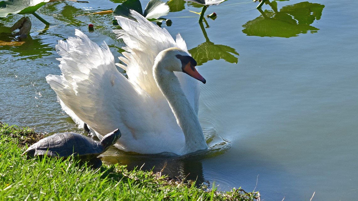 Lakeland swans from Queen Elizabeth II celebrate 65th anniversary ...