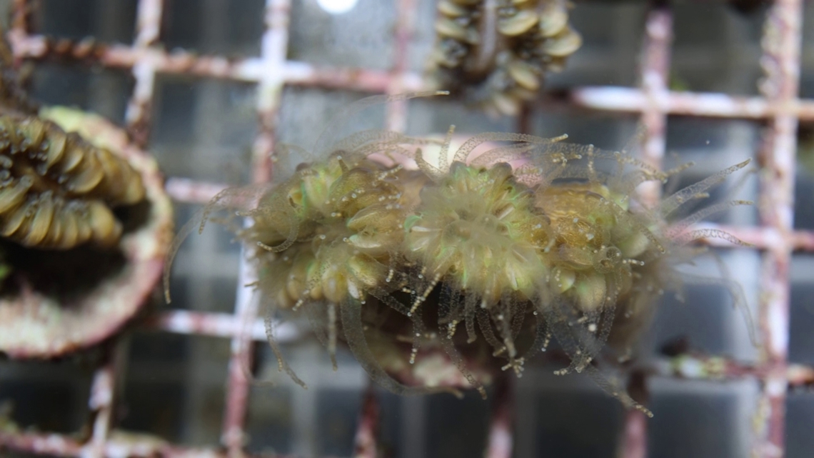 Scientists celebrate breeding of coral usually difficult to spawn ...