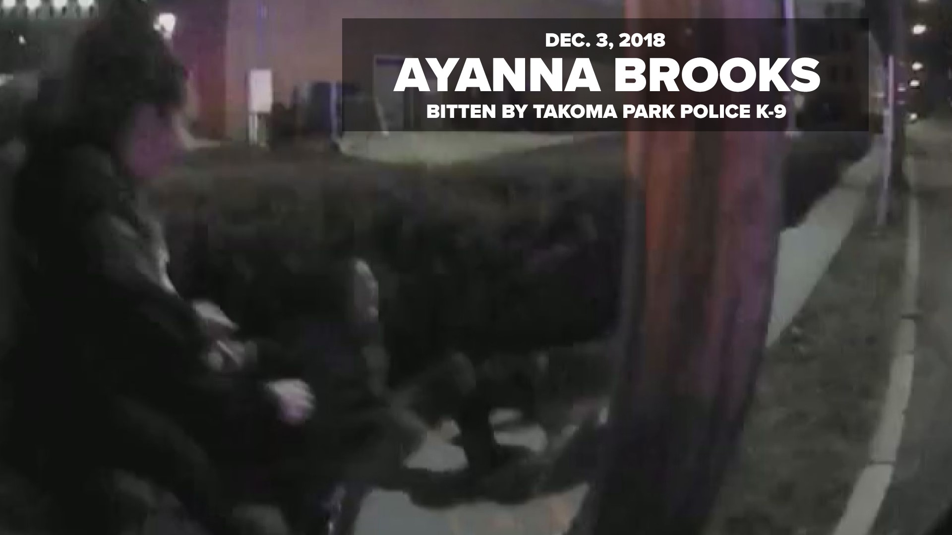 Body cam videos show police K-9s disobeying their handlers | wtsp.com
