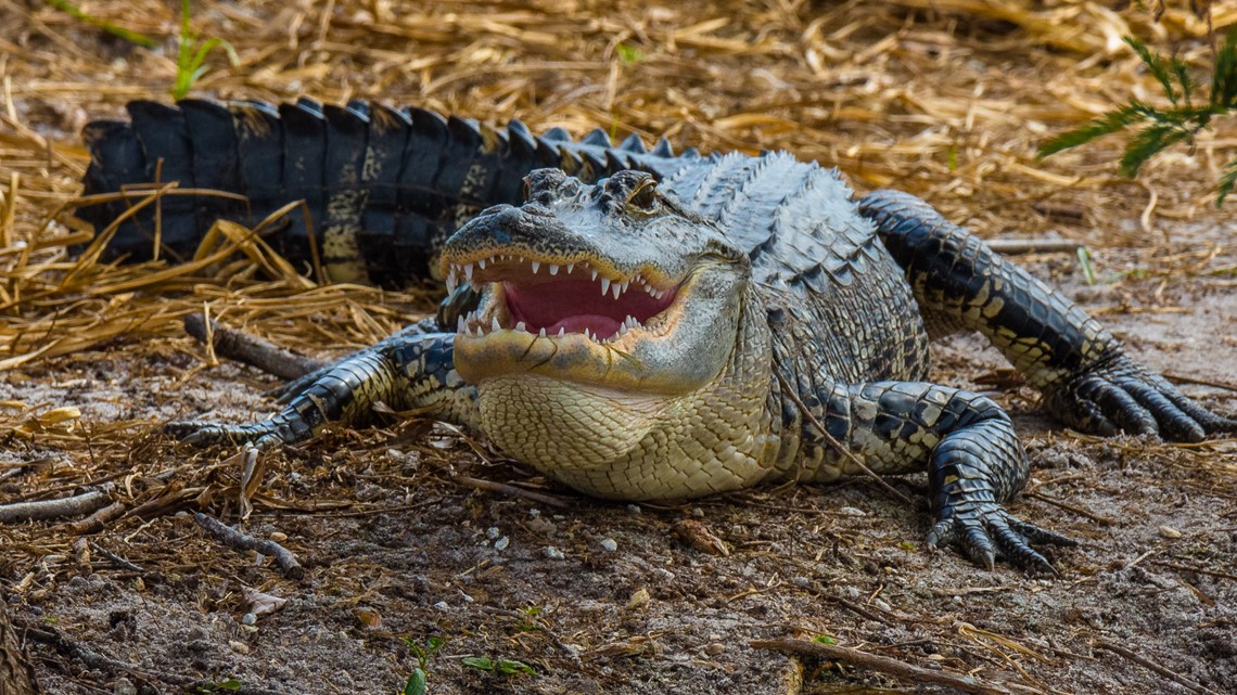Alligator Super Hunt applications now open | wtsp.com