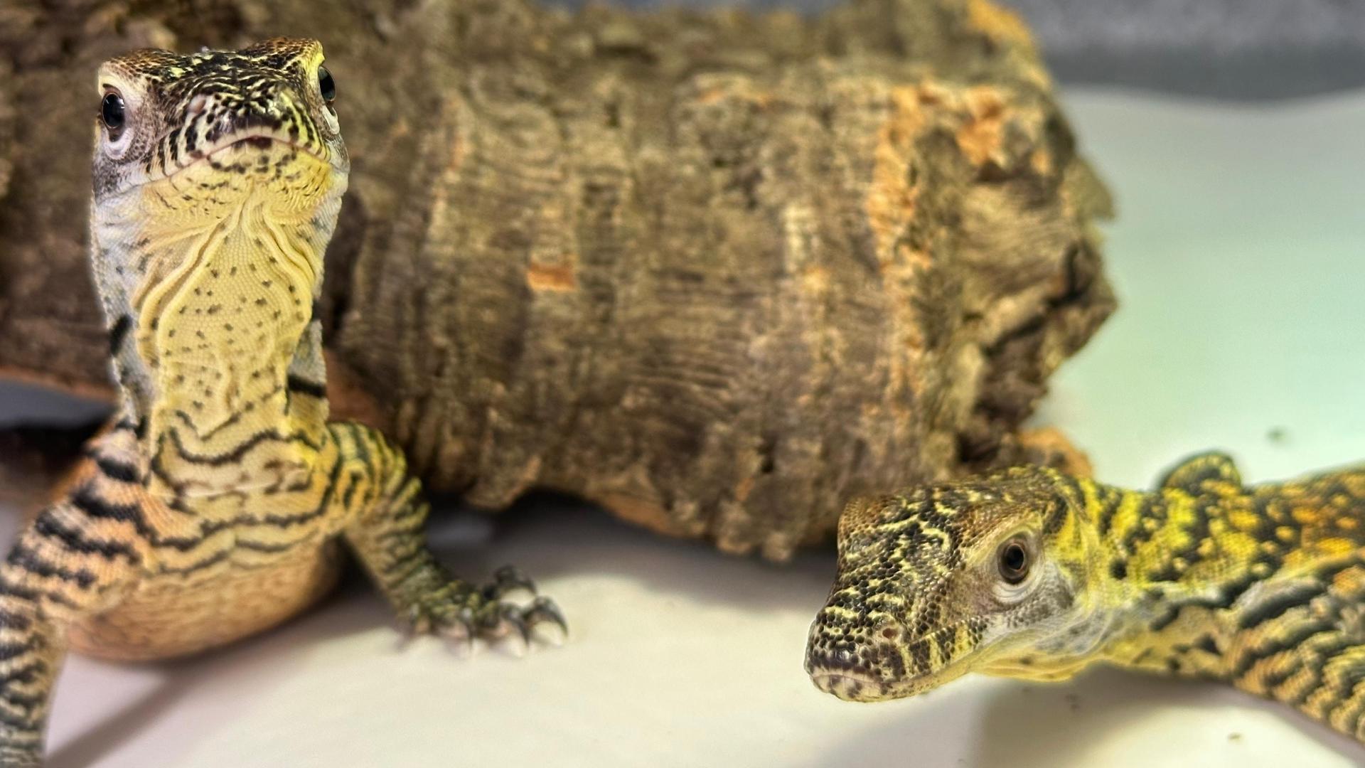 ZooTampa welcomes Komodo dragon hatchlings | wtsp.com