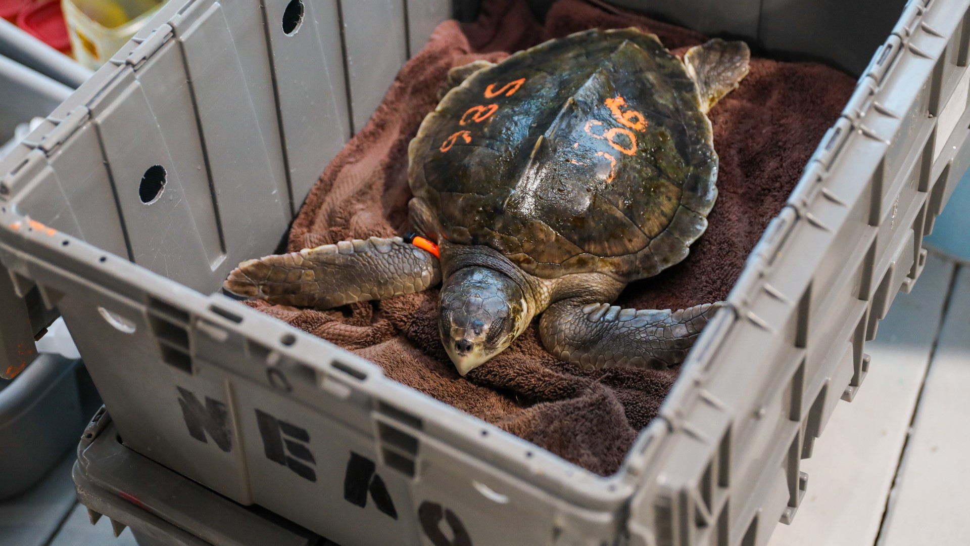 10 Cold-stun sea turtles arrive in Clearwater from New England | wtsp.com