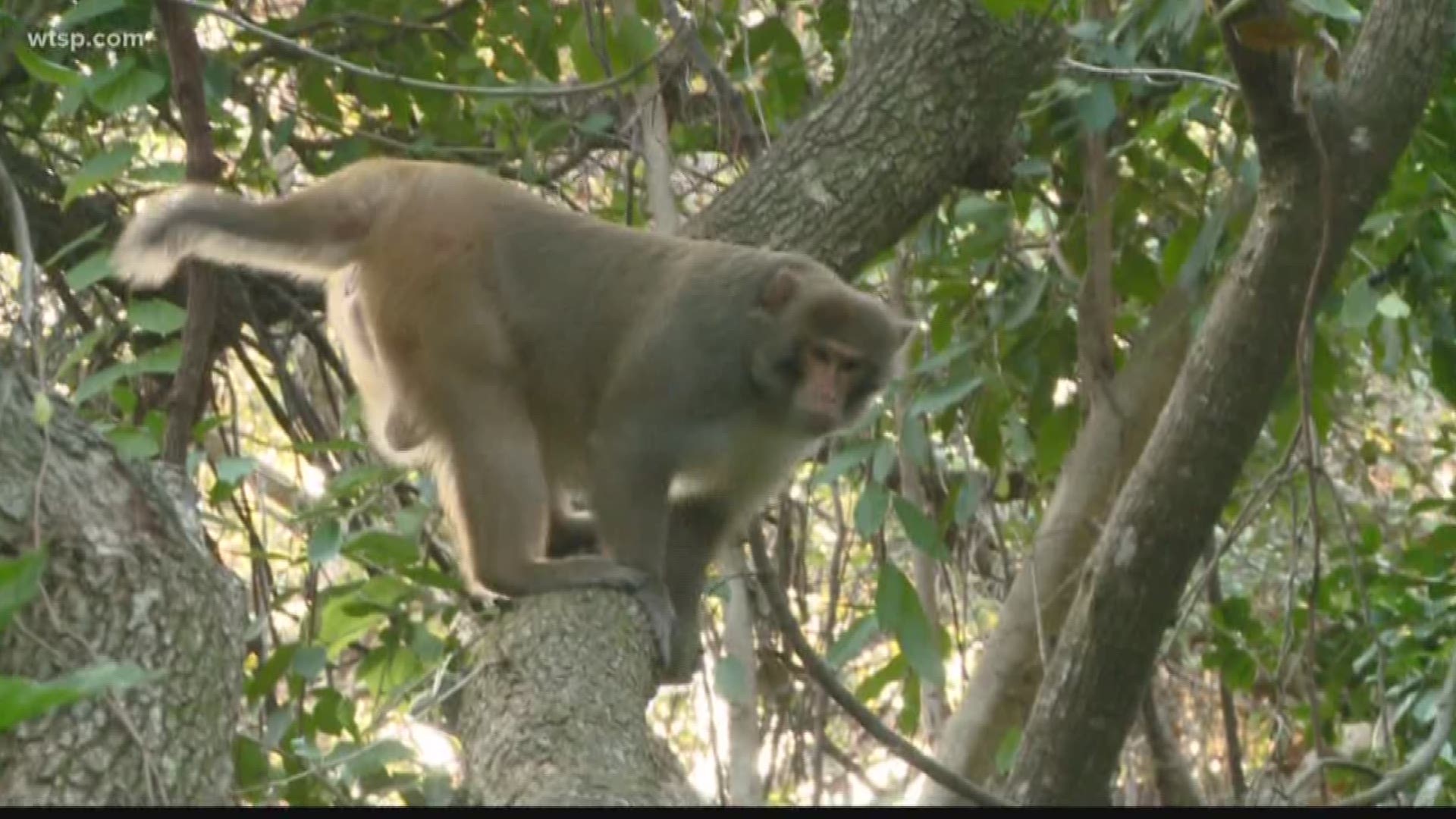 Health officials: It's time to corral Florida's monkeys | wtsp.com