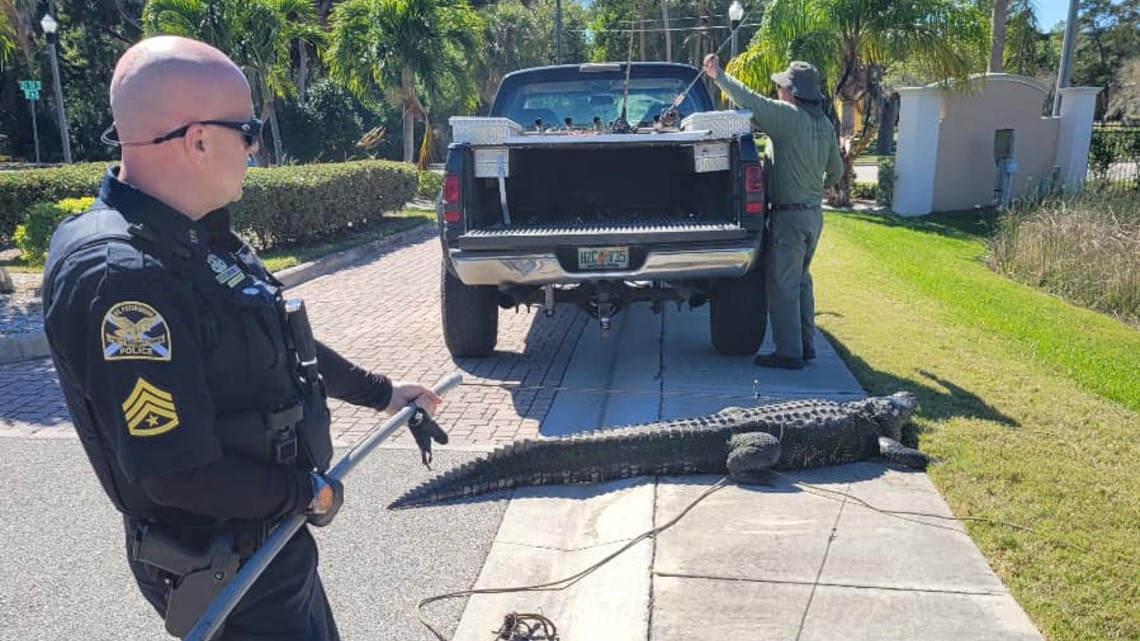 10-foot alligator wrangled by St. Pete police officers | wtsp.com