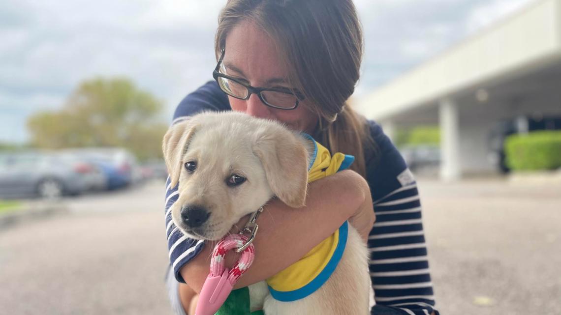 Future service dogs catch flight to Tampa Bay area | wtsp.com