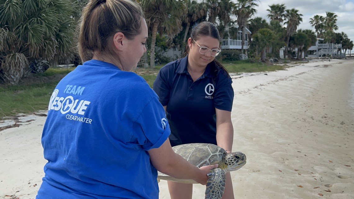 Here's how to receive 10News WTSP's signal without a cable or satellite ...